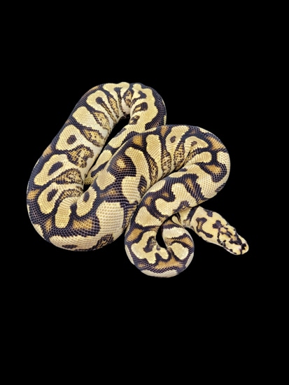 Spotnose Yellow Belly Clown Ball Python by Monroe Morphs LLC