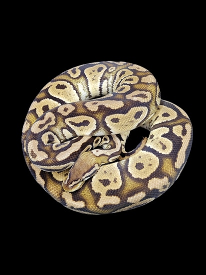 Pastel Shredder Ball Python by Monroe Morphs LLC