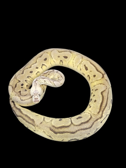 Pastel Yellow Belly Clown Ball Python by Monroe Morphs LLC