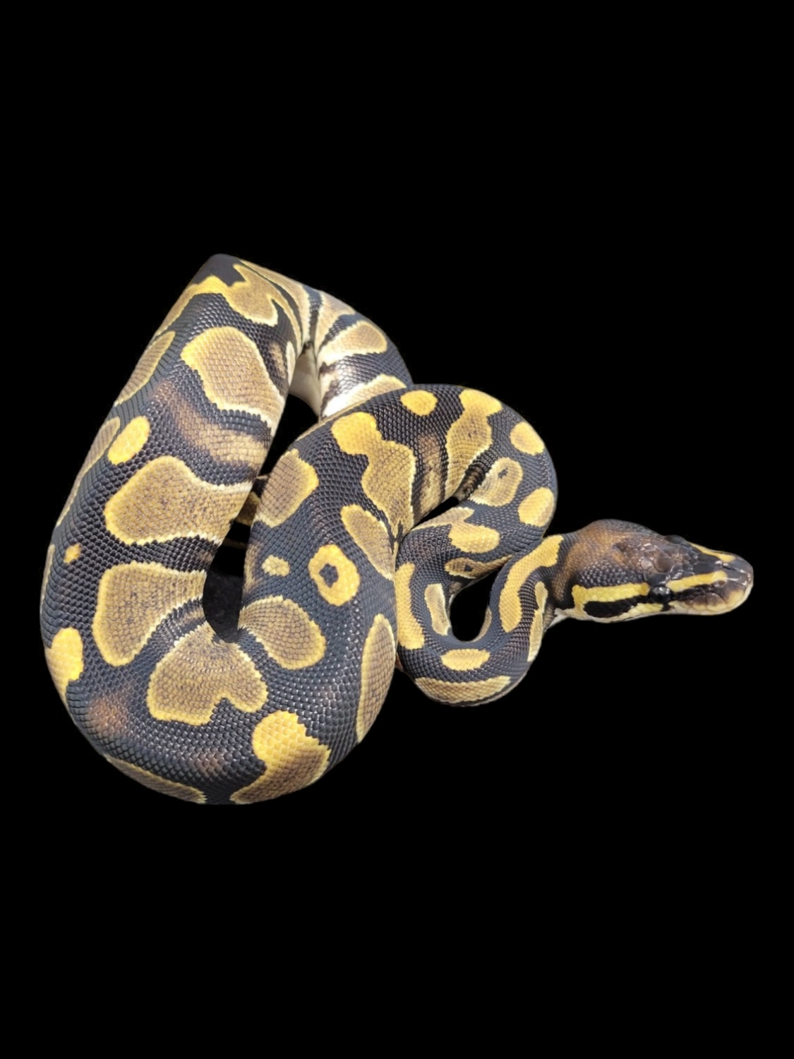 Chocolate Het Hypo Het Pied 66% Het Ultramel Ball Python by Monroe Morphs LLC - MorphMarket