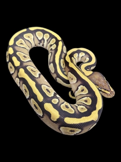 Mojave Het Axanthic (VPI) Het Clown Het Pied Ball Python by Monroe Morphs LLC