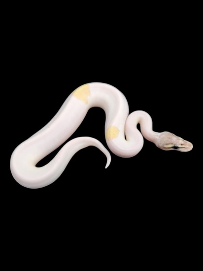 Orange Dream Yellow Belly Mojave Vanilla Scream Pied Ph Axanthic (MJ ...