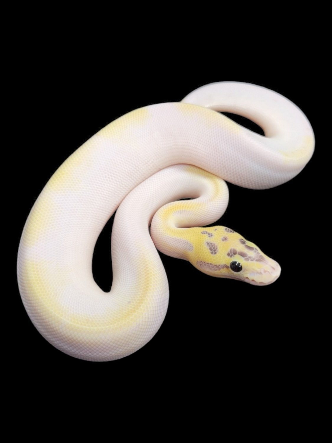 Pastel Orange Dream Enchi Leopard Ivory Pied Ph Axanthic (MJ) Ball ...