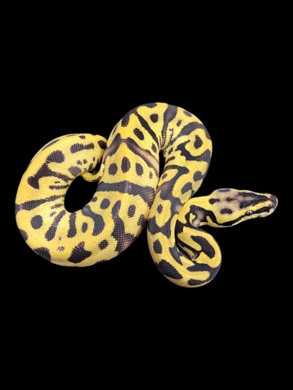 Enchi Leopard Orange Dream Fire Or Vanilla Het Pied Ph Axanthic (MJ ...