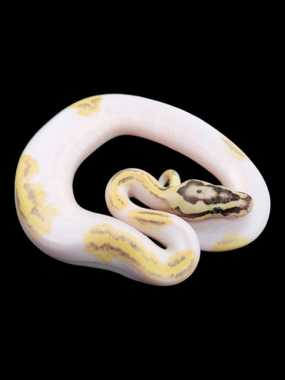 Firefly Yellow Belly GeneX Pied Het Axanthic (VPI) Pos Enchi Ball ...