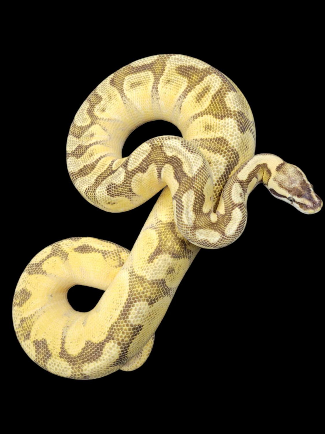 Pastel Enchi Orange Dream Yellow Belly Malum 50% Het Cryptic Ball ...
