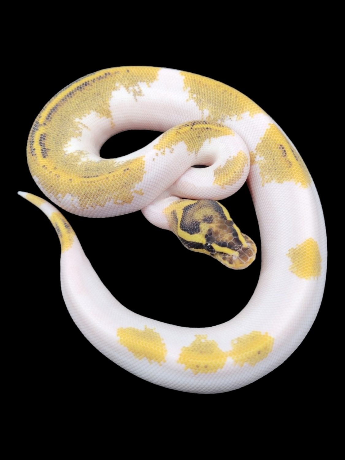 Freeway Pied Ball Python by Monroe Morphs LLC - MorphMarket