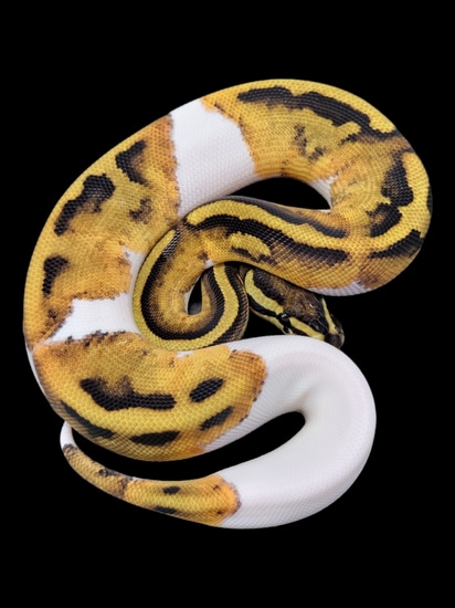 Pied Ball Python by Monroe Morphs LLC