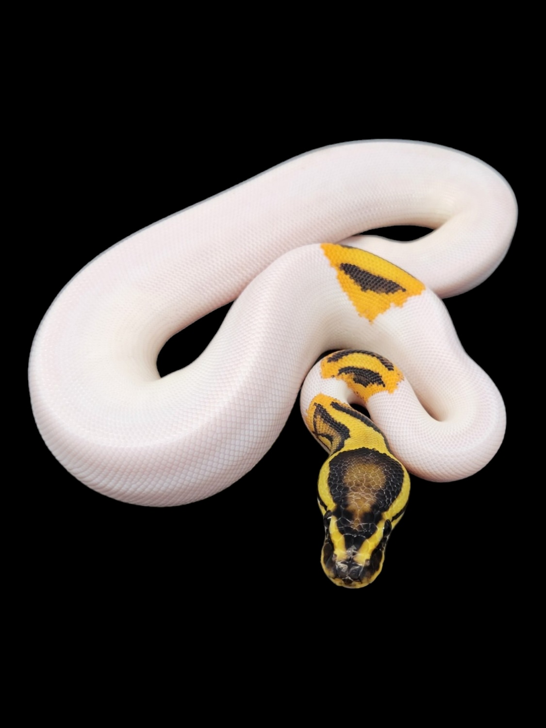 Orange Dream Yellow Belly Pied Pos Het Axanthic (MJ) Ball Python by ...