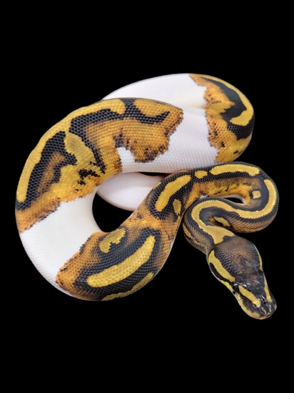 Pied Ph Het Axanthic (MJ) Ball Python by Monroe Morphs LLC