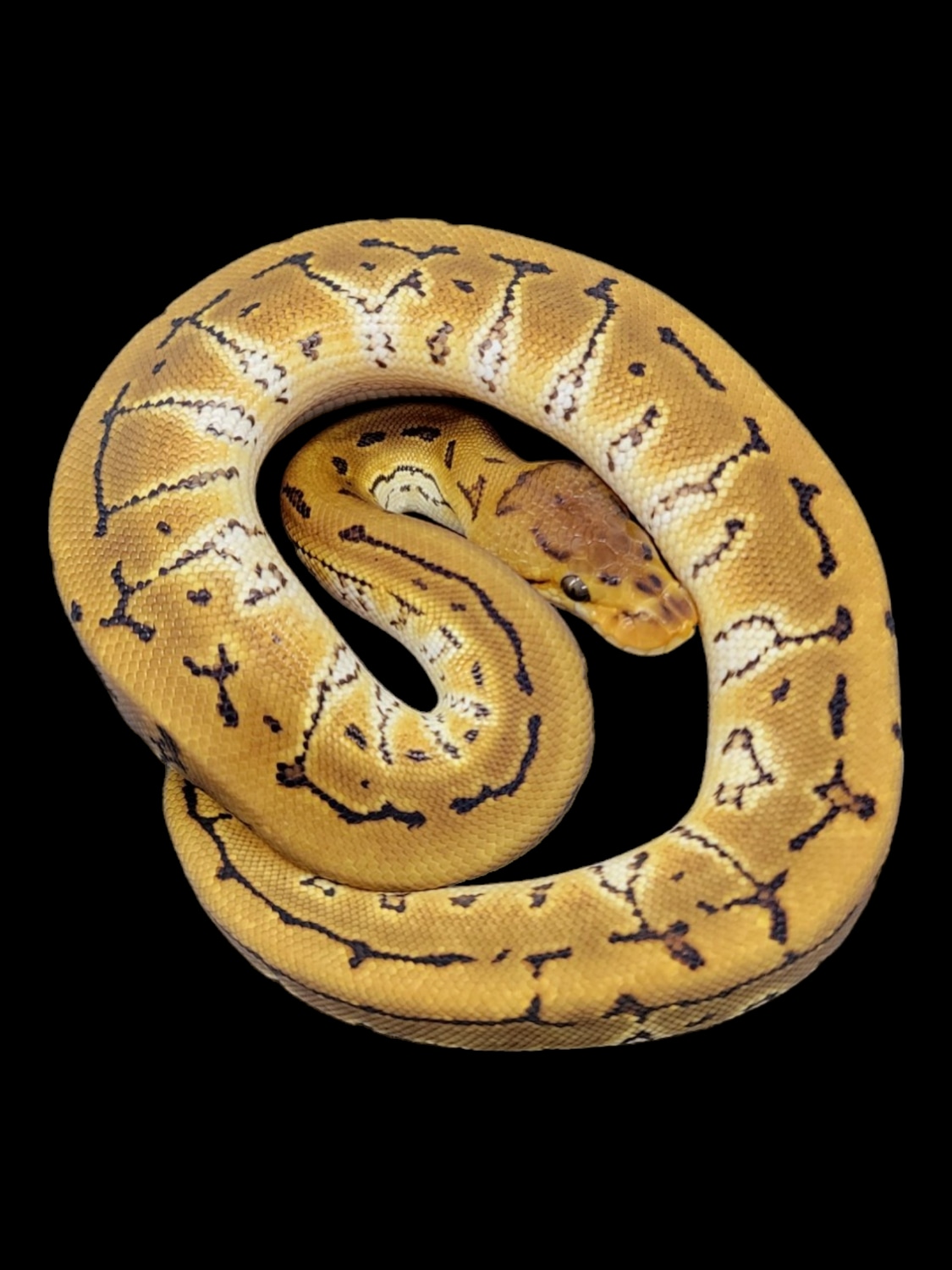 Pinstripe Crypton 66% Het Desert Ghost Ball Python by Monroe Morphs LLC ...