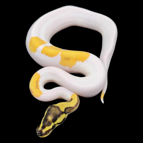 Orange Dream Leopard Yellow Belly Vanilla Pied Pos Het Axanthic (MJ) Ball Python by Monroe ...