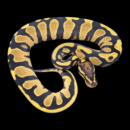 Orange Dream Yellow Belly Ball Python by Monroe Morphs LLC