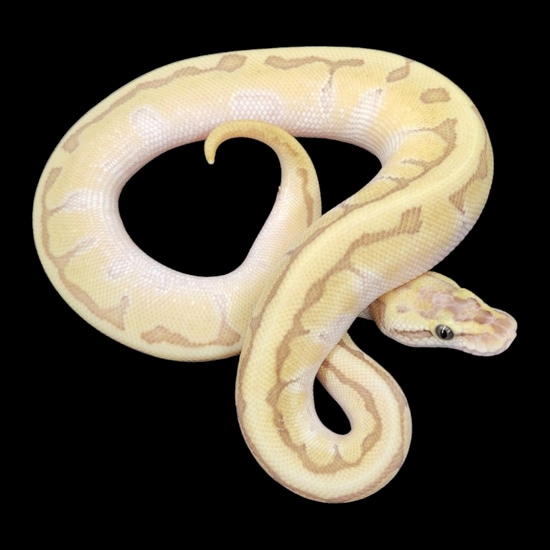Pastel Butter Enchi Pinstripe Het Clown Ball Python by Monroe Morphs LLC