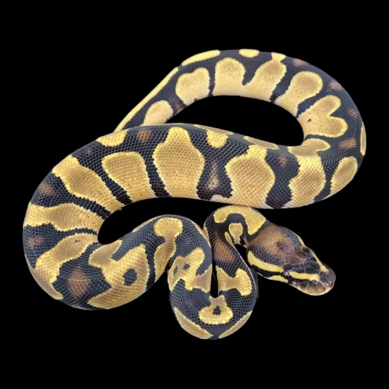 Orange Dream Het Axanthic (VPI) Het Pied Ball Python by Monroe Morphs LLC