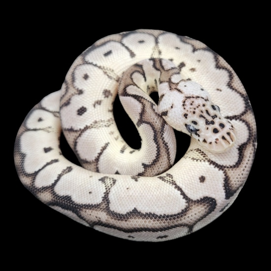 Pastel Axanthic (VPI) Clown Ball Python by Monroe Morphs LLC