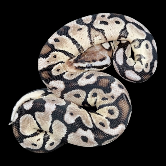 Blade Pastel Axanthic (VPI) Het Clown Ball Python by Monroe Morphs LLC