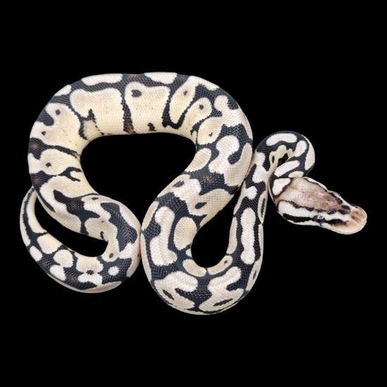 Pastel Axanthic (VPI) Het Clown Ball Python by Monroe Morphs LLC