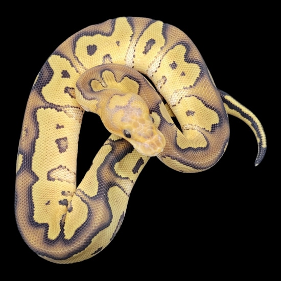 Vanilla Clown Ball Python by Monroe Morphs LLC