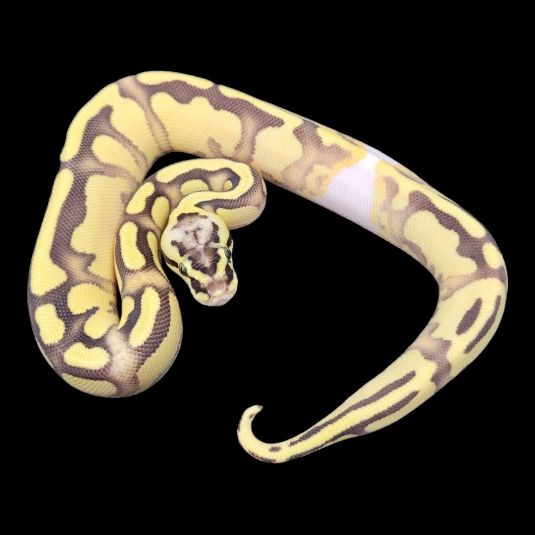 Enchi Asphalt Orange Dream Pastel Het Pied Ball Python by Monroe Morphs ...