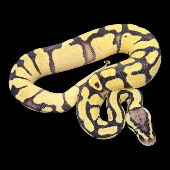 Enchi Orange Dream Het Pied Ball Python by Monroe Morphs LLC
