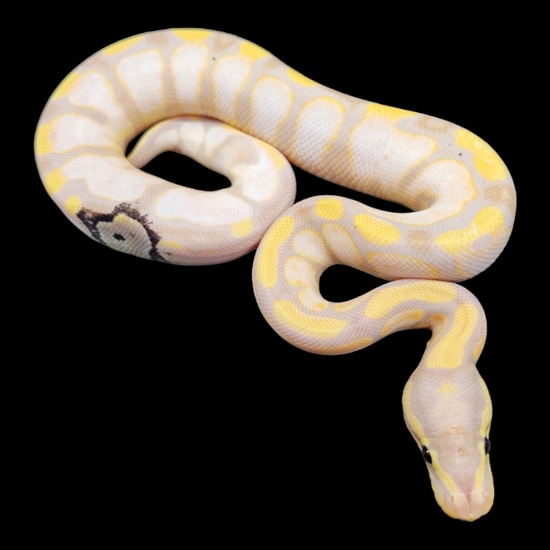 Coral Glow Sugar Paradox Het Axanthic (VPI) Het Clown Ball Python by ...