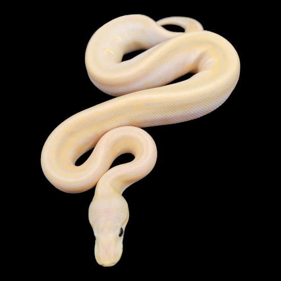 Cinnamon Coral Glow Sugar Pinstripe Het Axanthic (VPI) Het Clown Ball ...