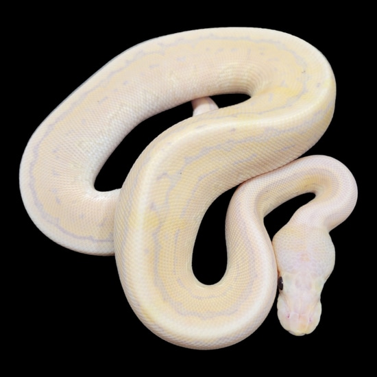 Cinnamon Coral Glow Pinstripe Het Axanthic (VPI) Het Clown Ball Python ...