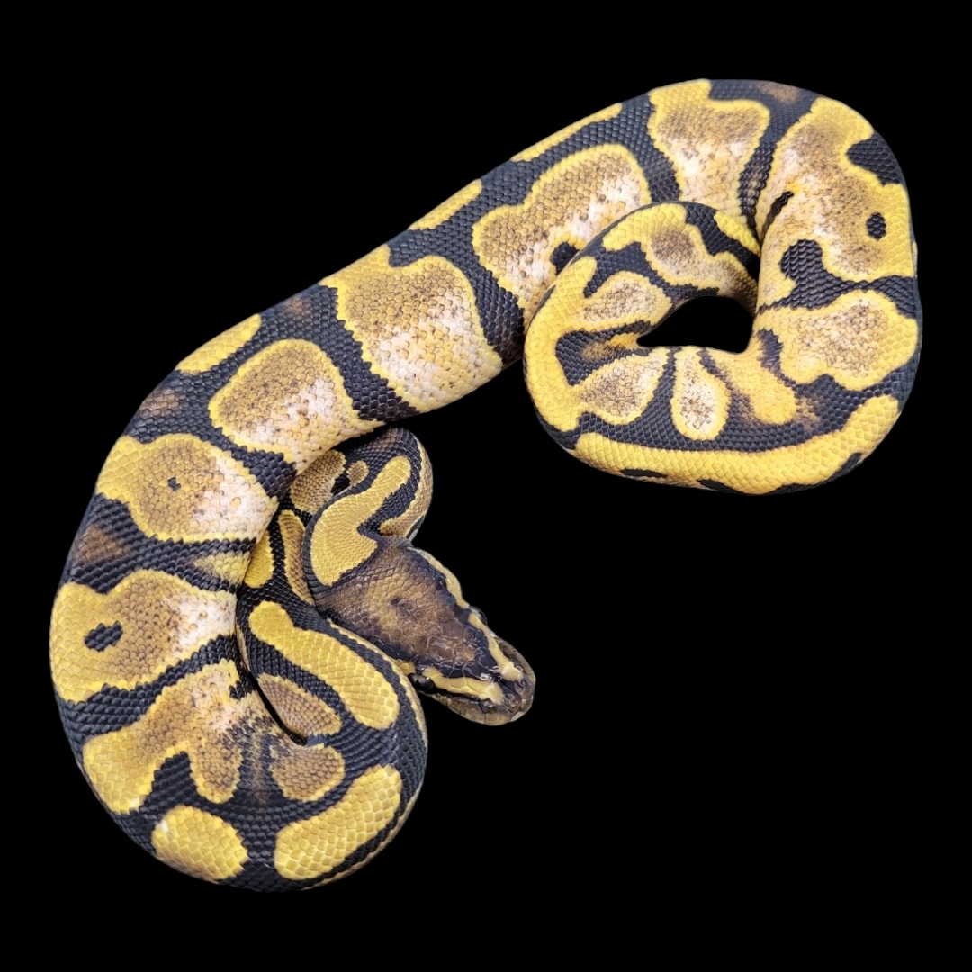 Sugar Het Axanthic (VPI) Het Clown Ball Python by Monroe Morphs LLC ...