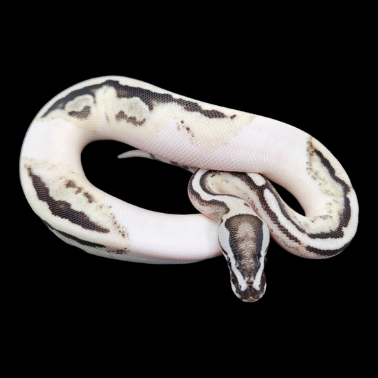 Fire Axanthic (VPI) Pied Ball Python by Monroe Morphs LLC