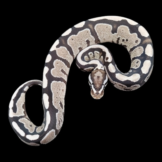 Fire Axanthic (VPI) 66% Het Pied Ball Python by Monroe Morphs LLC