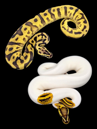 PAIR 1.1 | Enchi Leopard Orange Dream Fire Vanilla Yellow Belly Pied ...