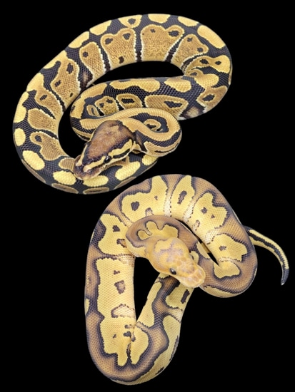 NO RESERVE GROUP 1.1 | Vanilla Clown Het Clown Het Axanthic (VPI) Ball ...