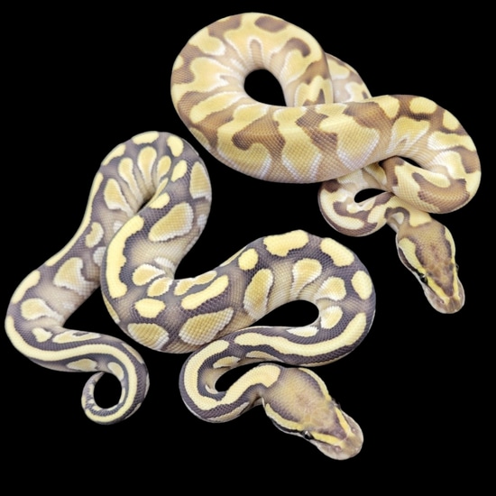 NO RESERVE GROUP 2.0 | Butter Desert Ghost Het Clown Het Hypo Enchi Het ...