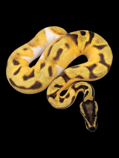 Enchi Orange Dream Pied Ball Python by Monroe Morphs LLC