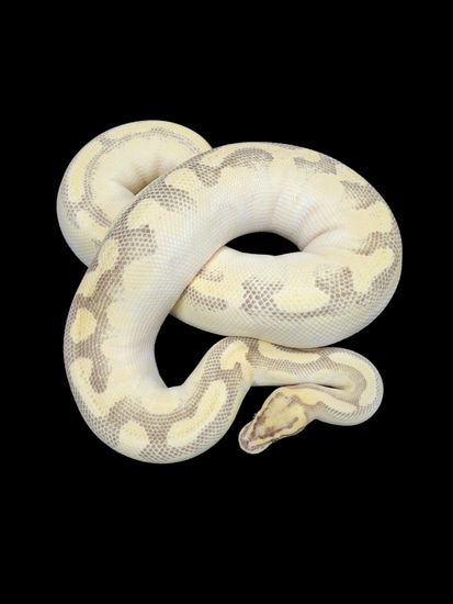 Pastel Enchi Lesser Malum Orange Dream Yellowbelly 50% Het Cryptic Ball ...