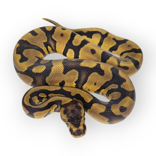 Enchi Confusion Het Clown Ball Python by Monroe Morphs LLC