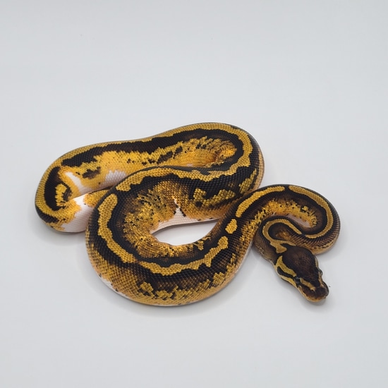 Asphalt Pied Het Axanthic (VPI) Ball Python by Monroe Morphs LLC