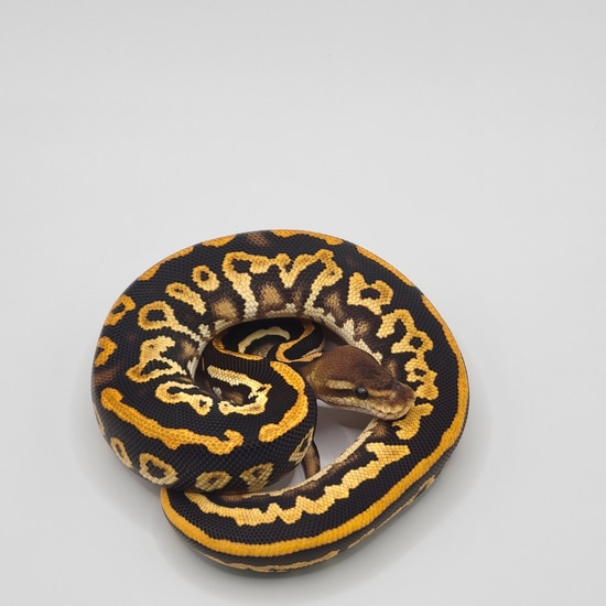 Black Pastel Cypress Orange Dream Shredder Yellow Belly DH Axanthic (VPI) / Lavender Albino 50% ...