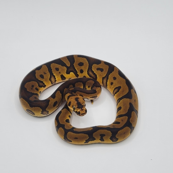 Enchi Confusion Clown Ball Python by Monroe Morphs LLC