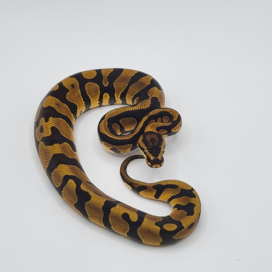 Enchi Confusion Het Clown Ball Python by Monroe Morphs LLC