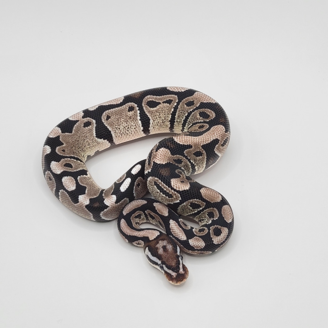 Vanilla Axanthic (VPI) Het Clown