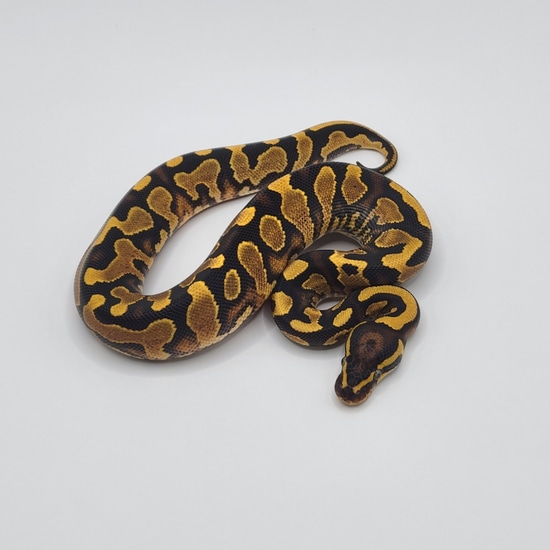 Jungle Woma Lace Yellowbelly Het Pied Ball Python by Monroe Morphs LLC