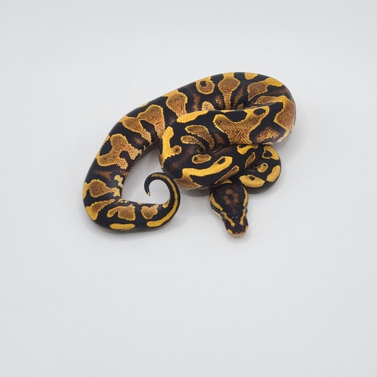 Jungle Woma Yellowbelly Het Pied (Lace) Ball Python by Monroe Morphs LLC