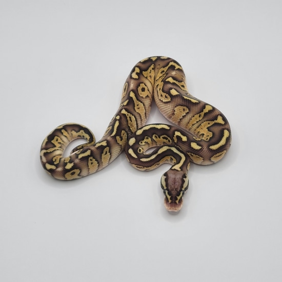 Pastel Butter Shredder Het Axanthic (VPI) Het Clown 50% Het Hypo Ball Python by Monroe Morphs LLC