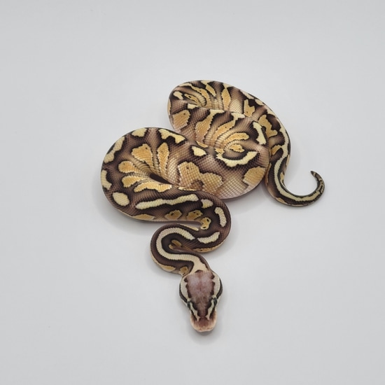 Pastel Butter Shredder Het Axanthic (VPI) Het Clown 50% Het Hypo Ball Python by Monroe Morphs LLC