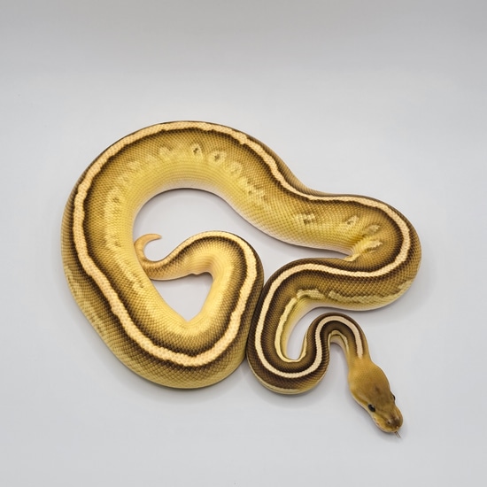 **LOW RESERVE** Black Pastel Cypress Butter Shredder Yellowbelly 50% Het Hypo Or Hypo? Ball ...