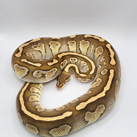 Butter Shredder 50% Het Hypo Ball Python by Monroe Morphs LLC