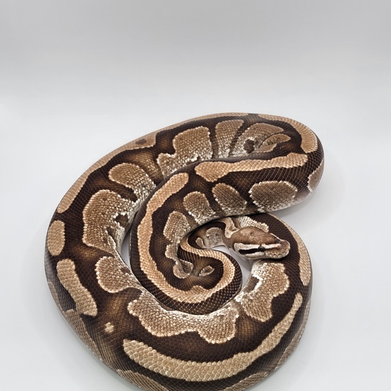 Fire Axanthic (VPI) Het Pied Ball Python by Monroe Morphs LLC