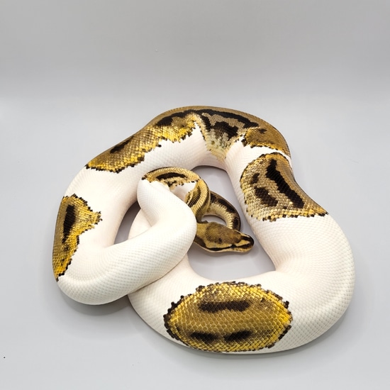 Fire Leopard Pied Ball Python by Monroe Morphs LLC
